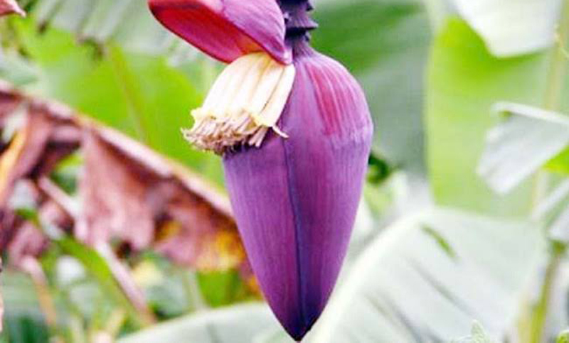 কলার মোচার যত উপকারিতা