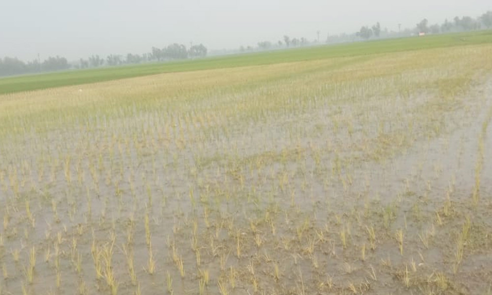 বিরোধের জেরে ধান ক্ষেতে বিষ, সবুজ গাছ হয়েছে হলুদ | কালের কণ্ঠ