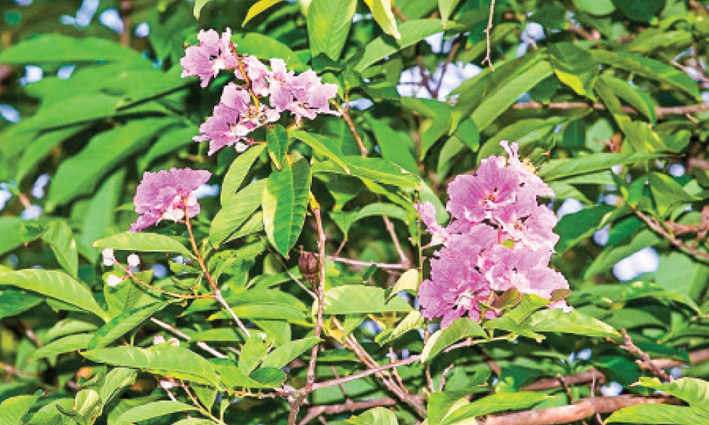 জারুল | কালের কণ্ঠ